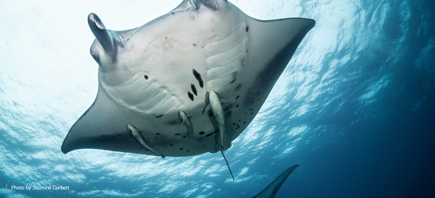 History made as highest protection granted to manta and devil rays | PIPAP